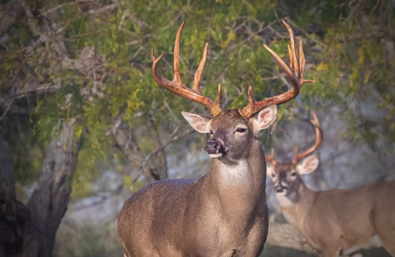 Freeman Expo Hall Official Tickets | San Antonio, TX